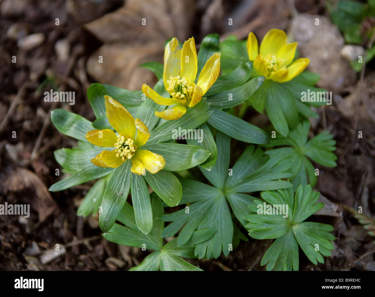 Winter Aconite, Wolf's Bane or Winter Wolfesbane, Eranthis hyemalis ...