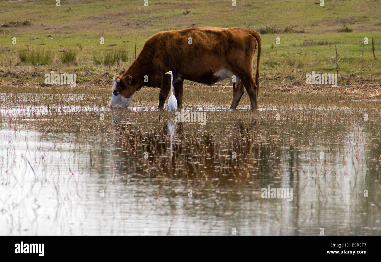 Cow bird hi-res stock photography and images - Alamy