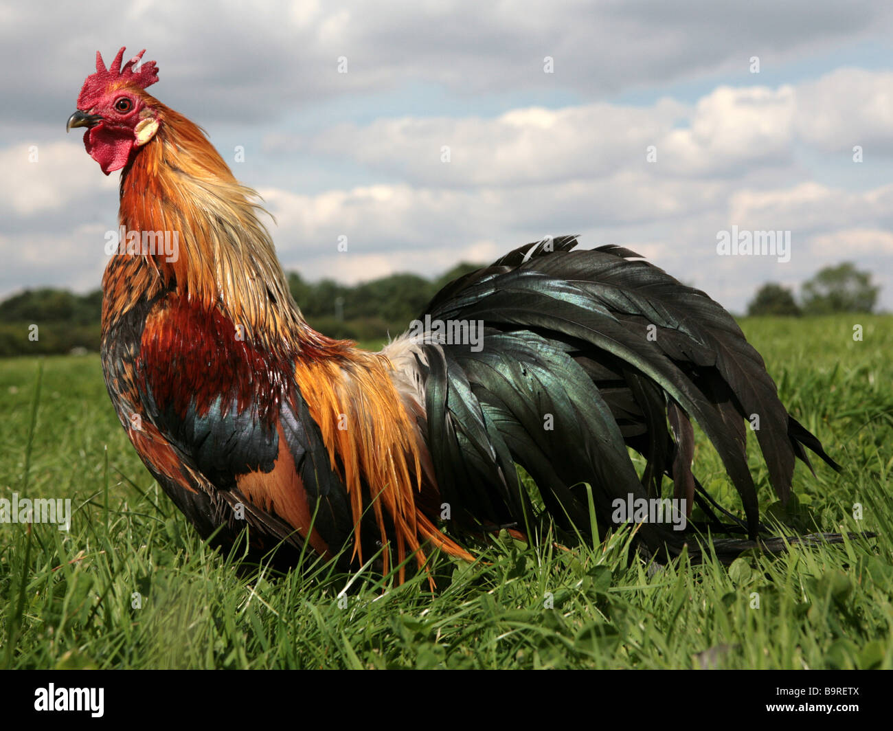 Colourful cockerel hi-res stock photography and images - Alamy