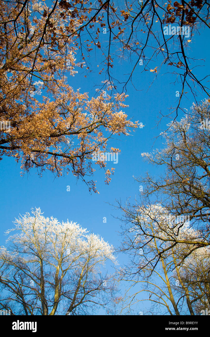 Trees with Frost Stock Photo - Alamy