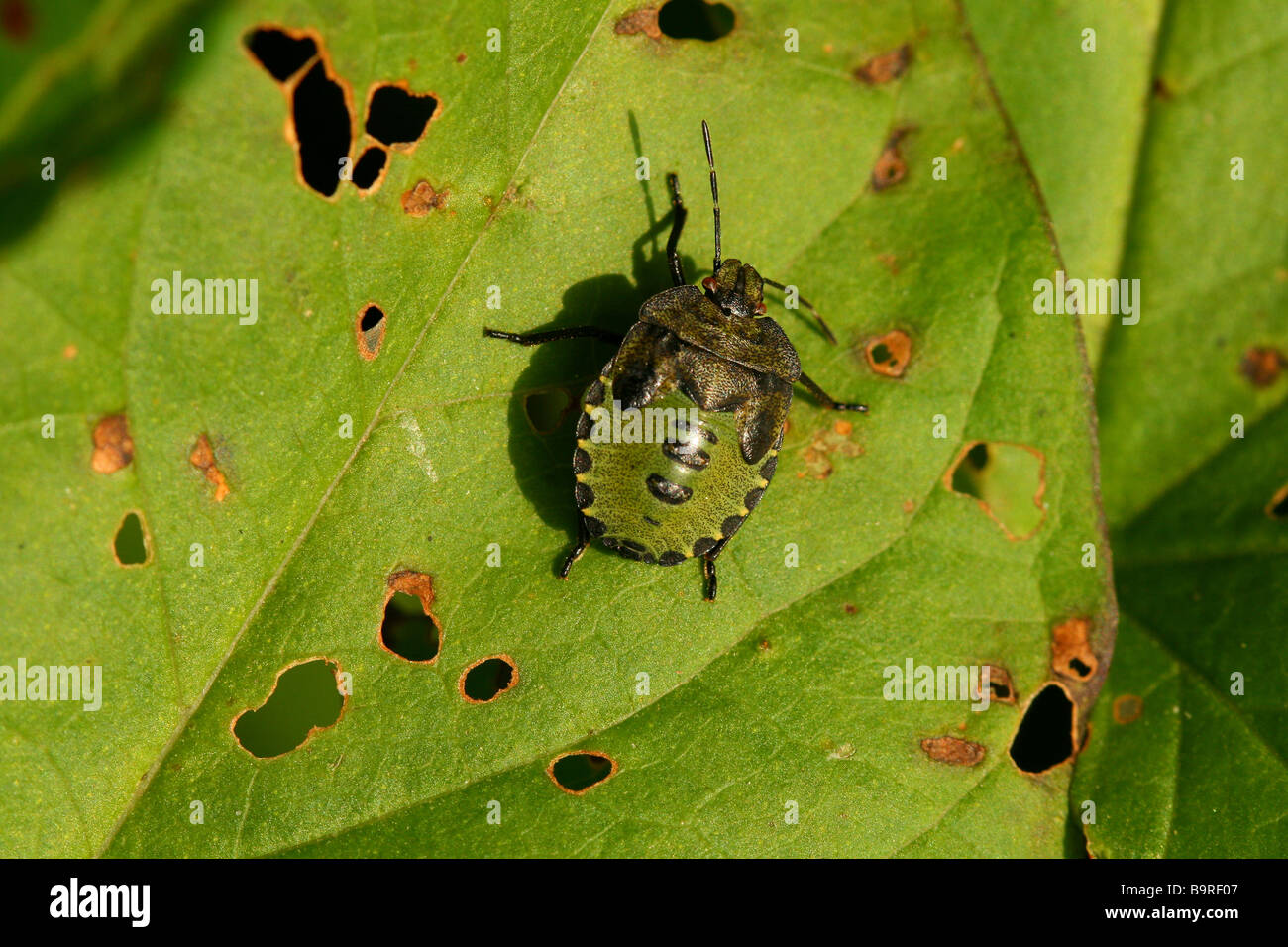 The Nymph stage one of 4 instars of the Green Shieldbug Palomena ...