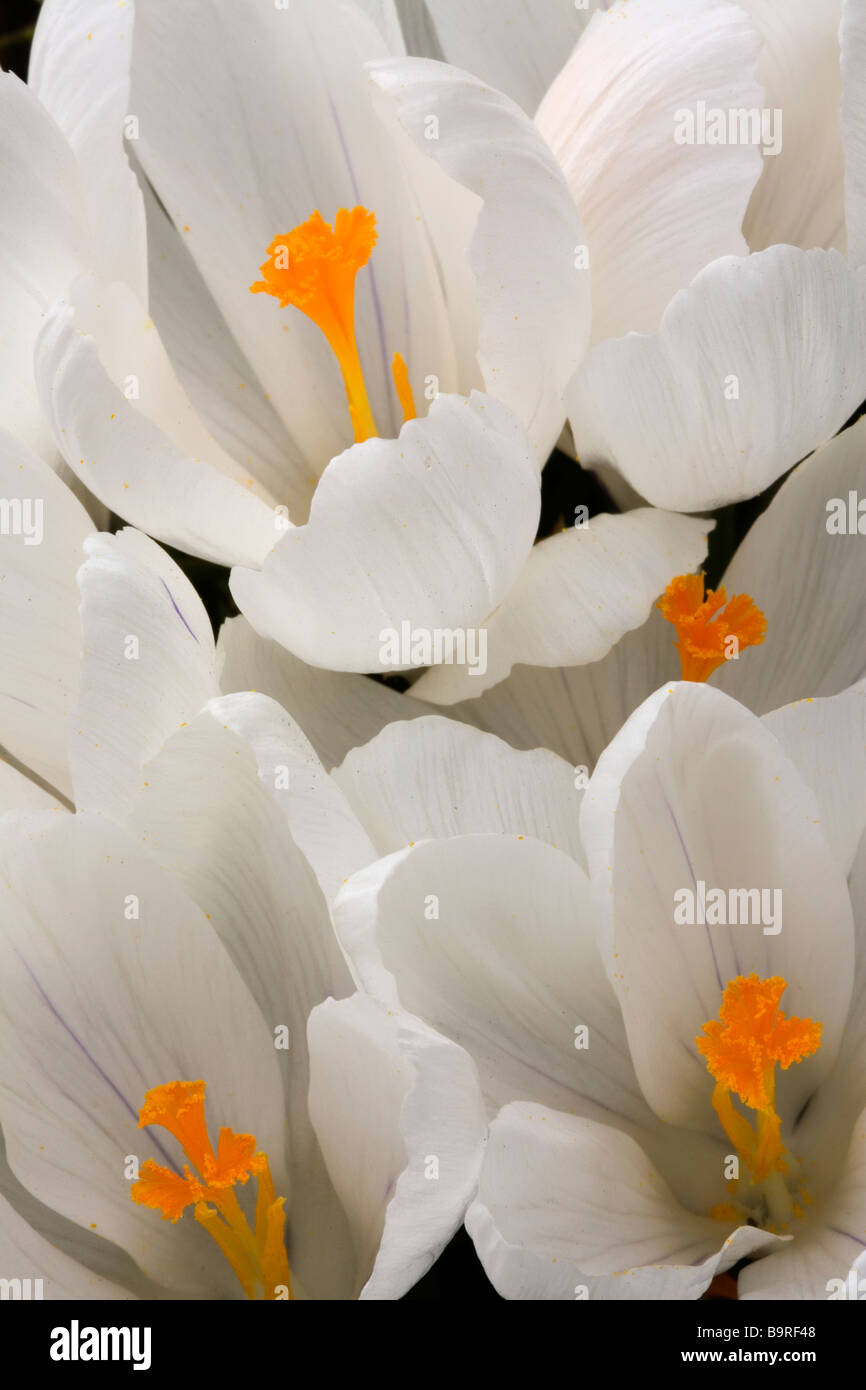 How to plant crocus bulb hi-res stock photography and images - Alamy