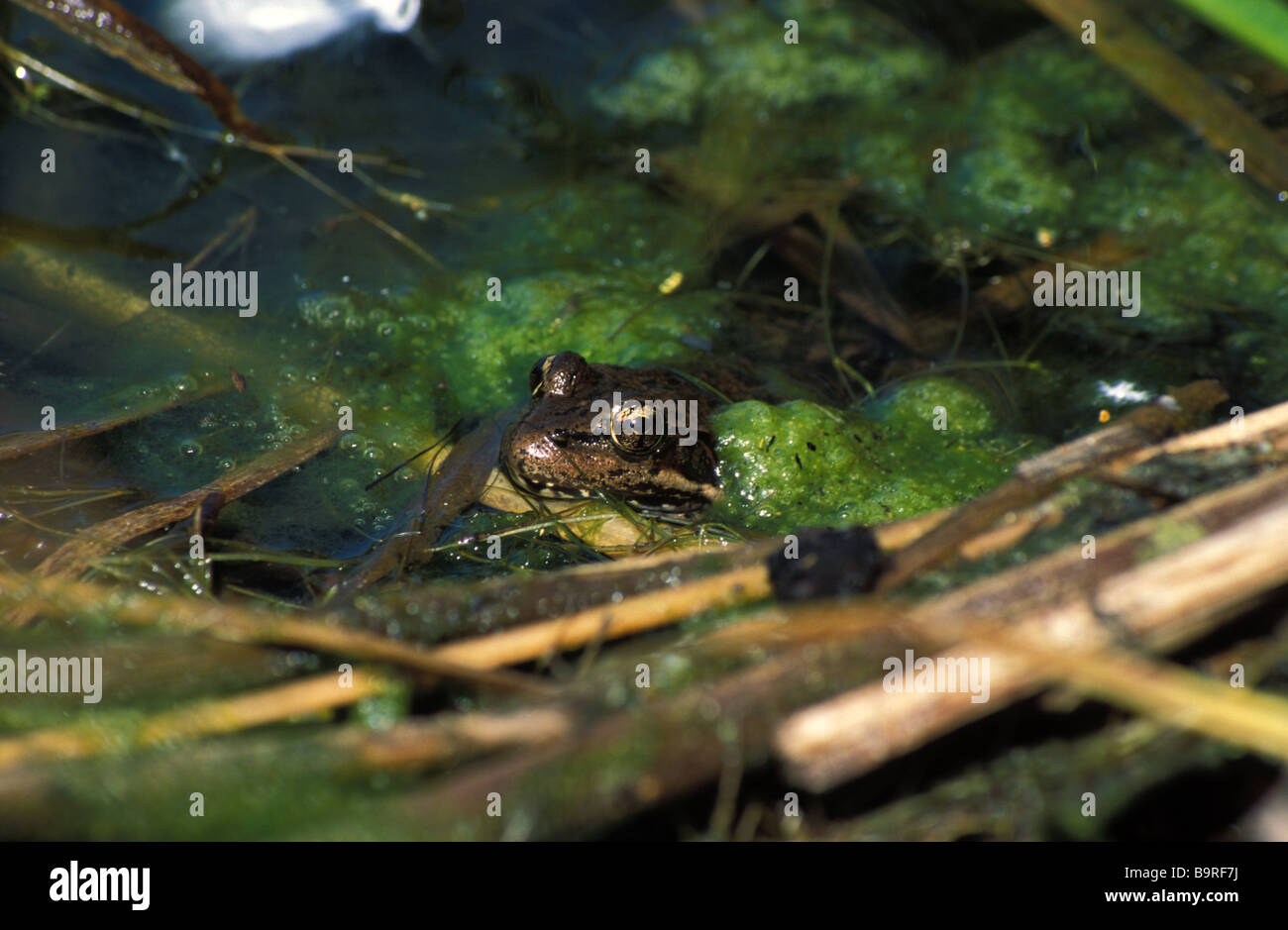 Endangered California Red-legged Frog (Rana draytonii) in San Mateo ...
