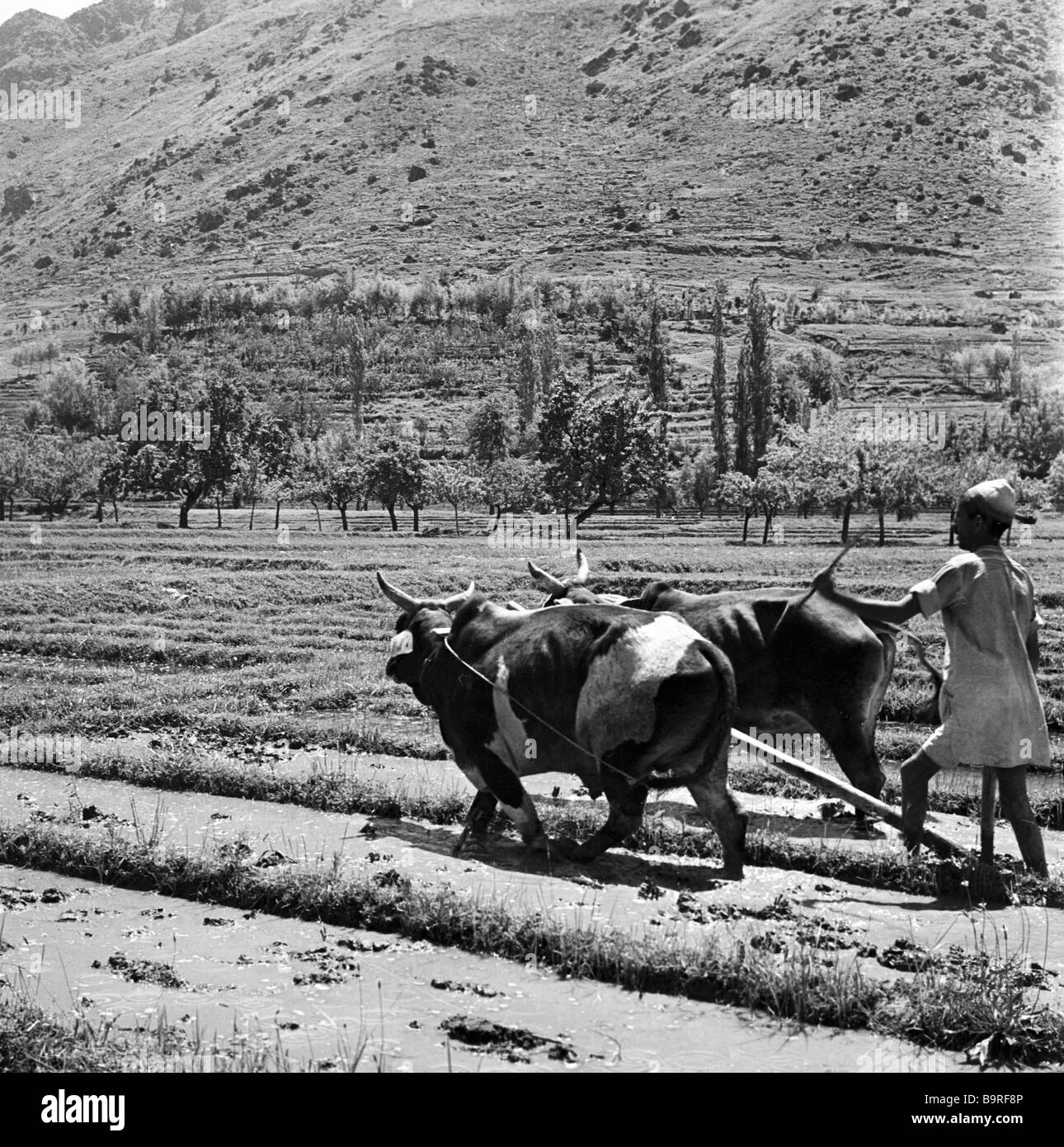 An Indian peasant cultivating a paddy Stock Photo - Alamy