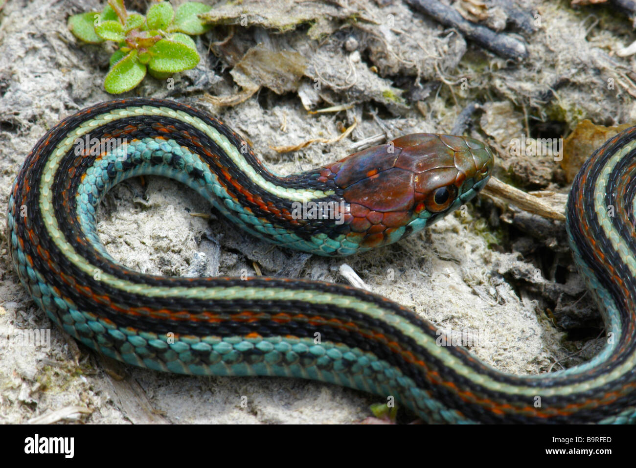 Endangered San Francisco Garter Snake (Thamnophis sirtalis tetrataenia ...