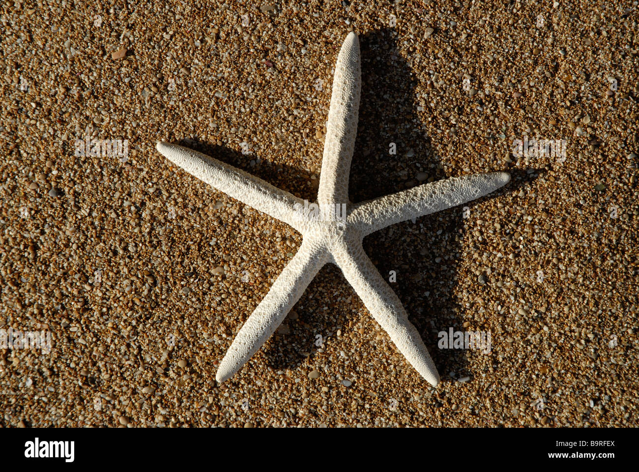 Starfish skeleton hi-res stock photography and images - Alamy