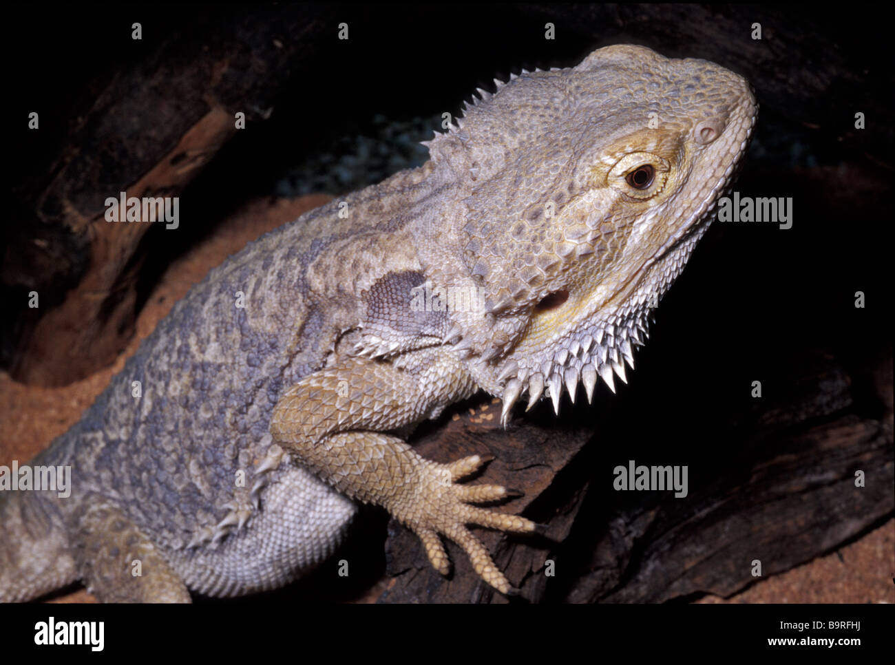 Barbed Dragon Pogona vitticeps apomelanic, Agamidae, Australia Stock ...