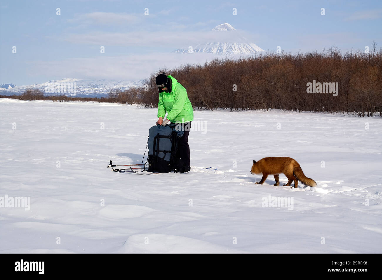 Fox and cheese hi-res stock photography and images - Alamy