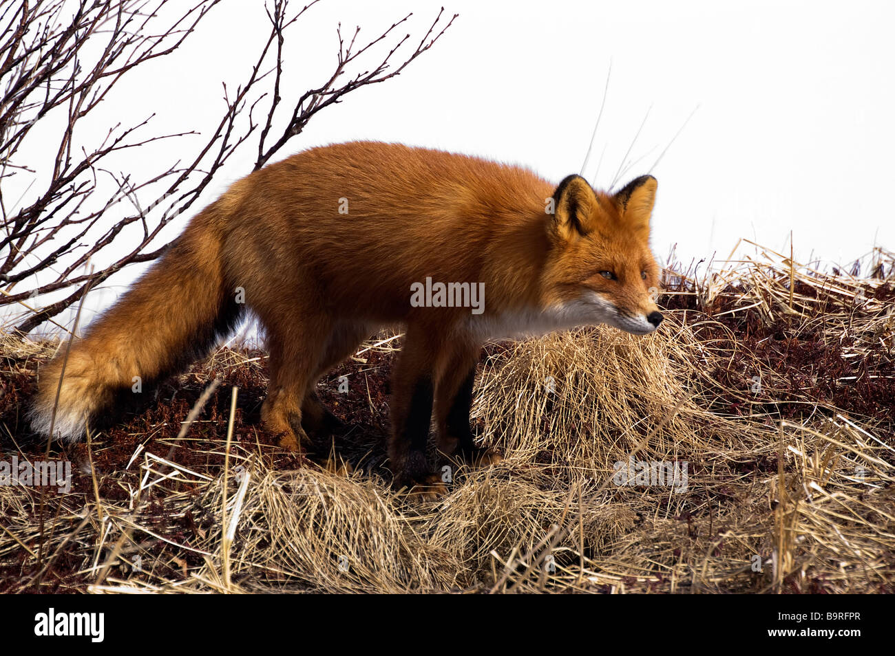 Red fox (Vulpes vulpes Stock Photo - Alamy