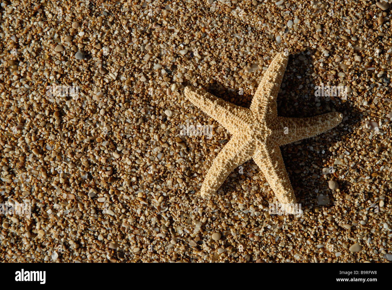 Starfish skeleton hi-res stock photography and images - Alamy