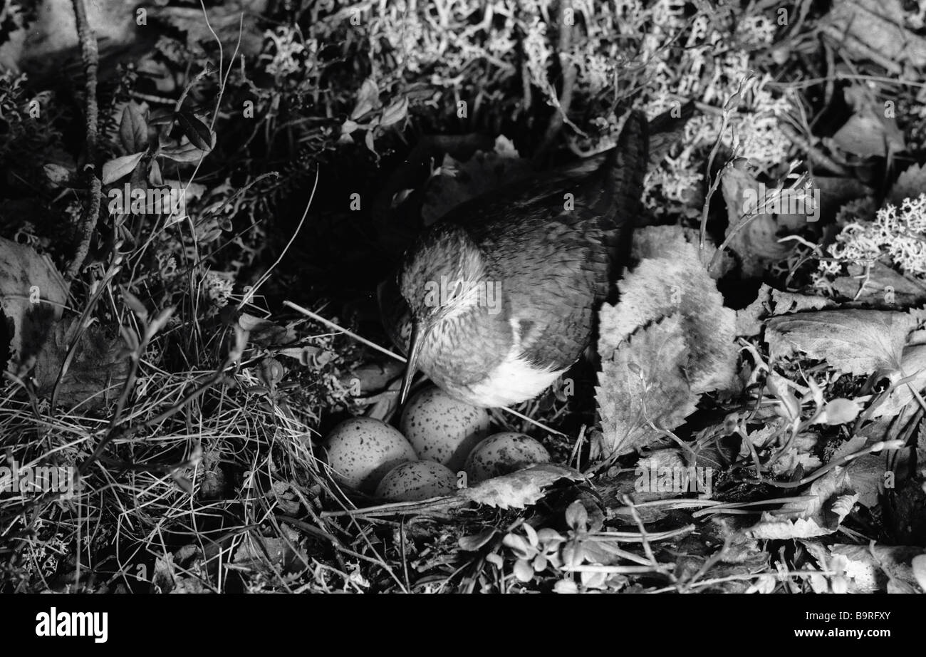 Common sandpiper at the nest Stock Photo - Alamy