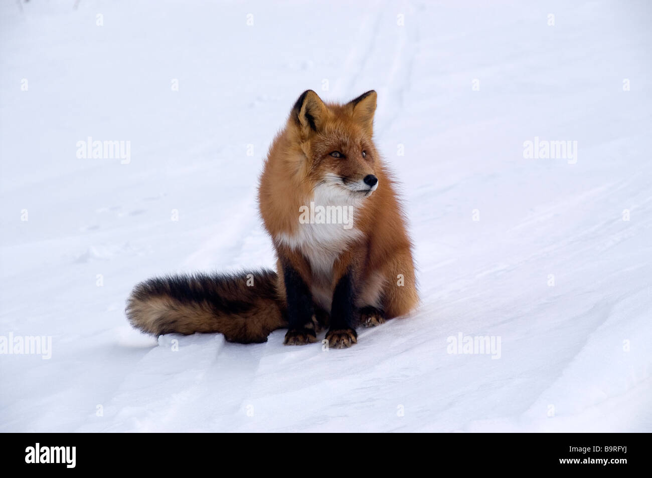 Red fox (Vulpes vulpes Stock Photo - Alamy