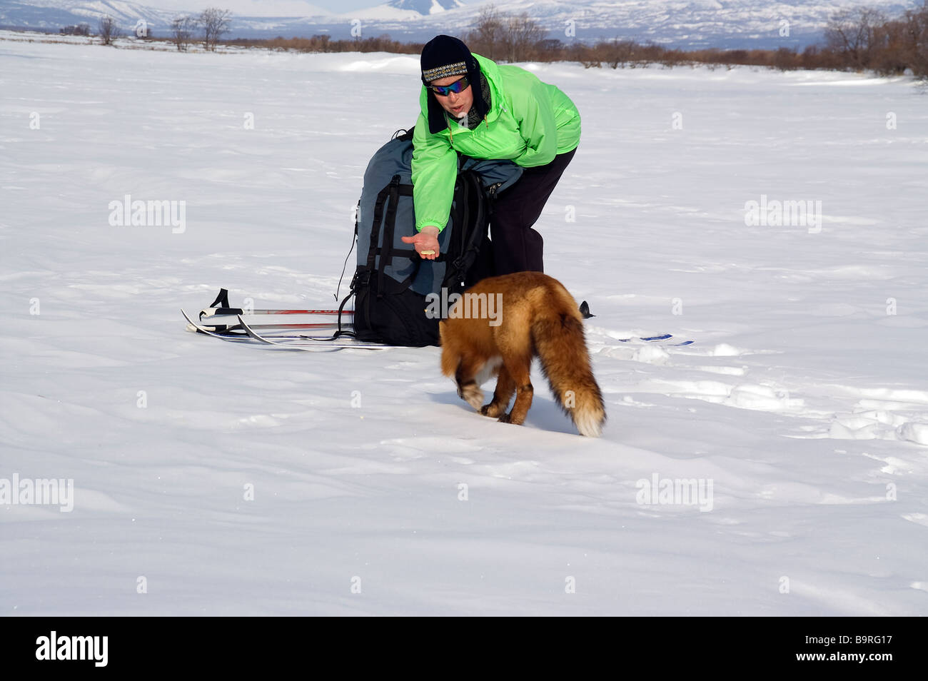 Fox and cheese hi-res stock photography and images - Alamy