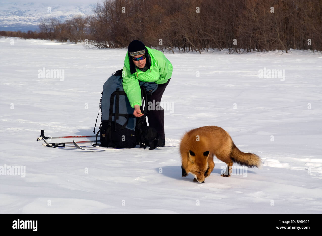 Fox and cheese hi-res stock photography and images - Alamy