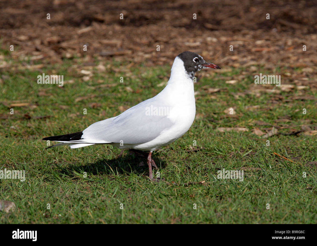 Gull laridae larus ridibundus hi-res stock photography and images - Alamy