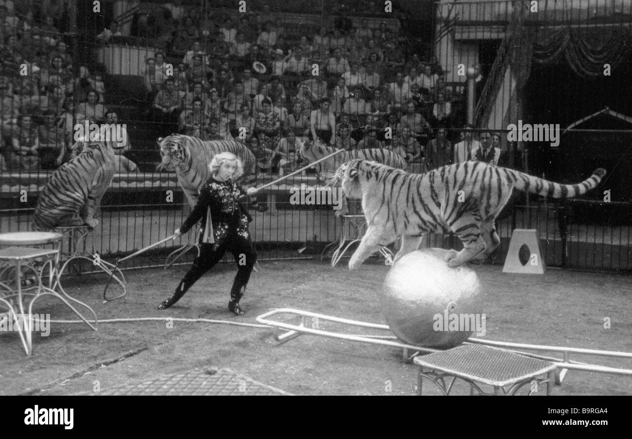 Tamer And Tiger High Resolution Stock Photography and Images - Alamy