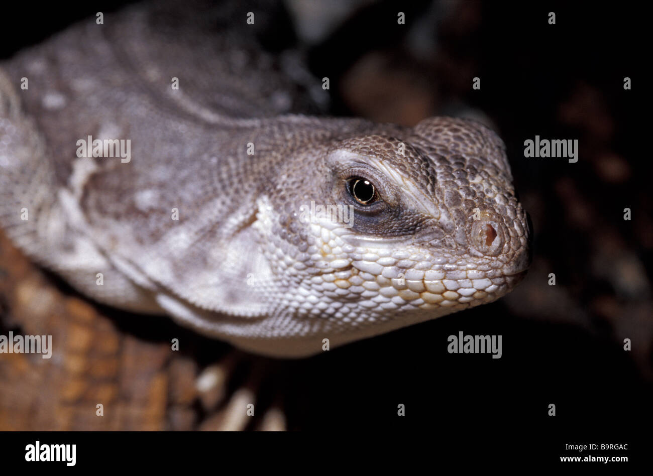 Oklahoma Collared Lizard, Crotaphytus collaris, USA Stock Photo - Alamy