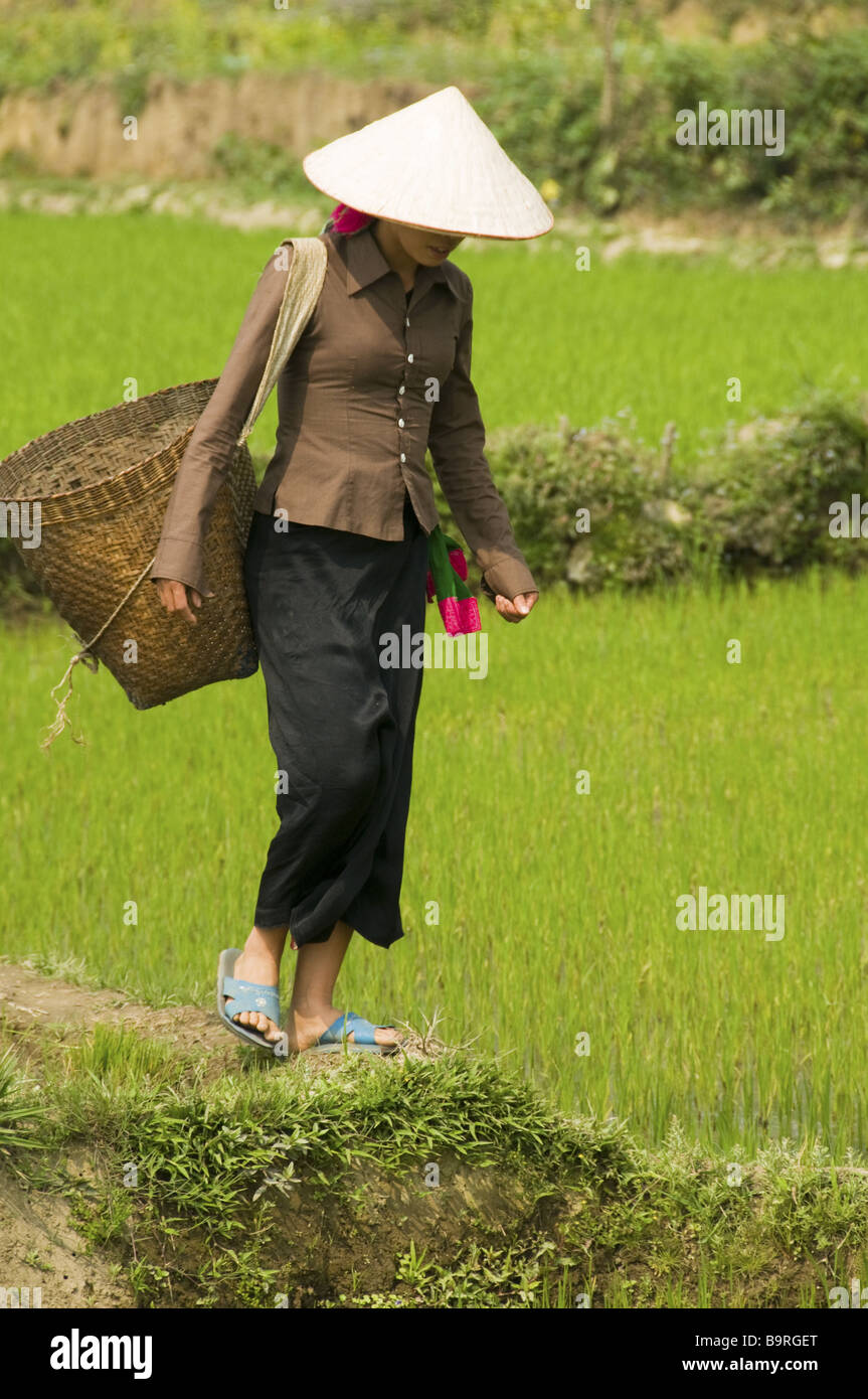 farmer in the rice field near Sapa Vietnam Stock Photo - Alamy