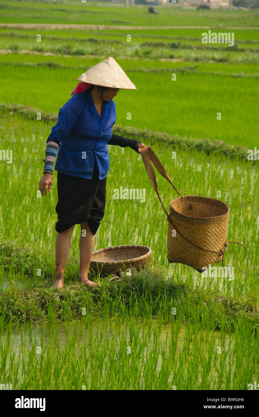 farmer in the rice field near Sapa Vietnam Stock Photo - Alamy