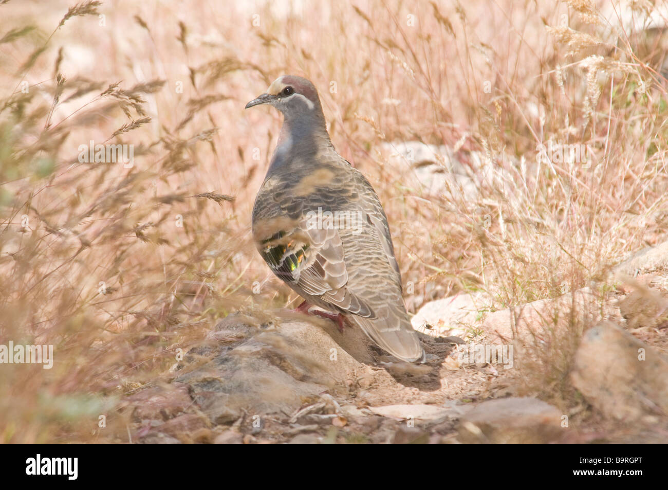 Common Bronzewing pigeon 'Phaps chalcoptera' Stock Photo - Alamy