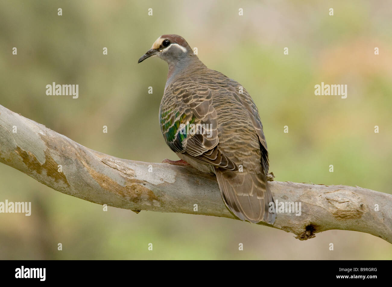Australian native pigeon hi-res stock photography and images - Alamy