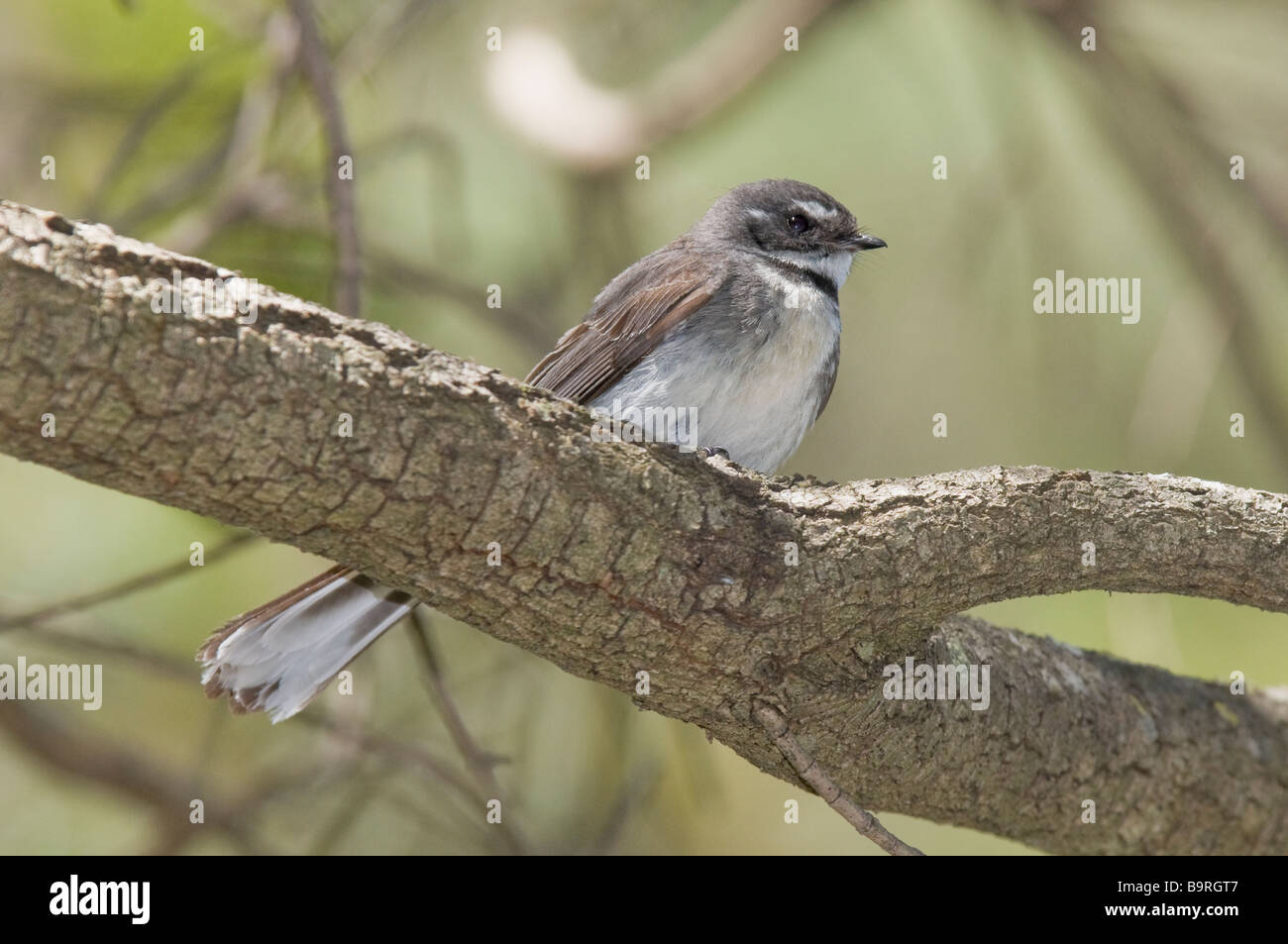 Australian fantail hi-res stock photography and images - Alamy