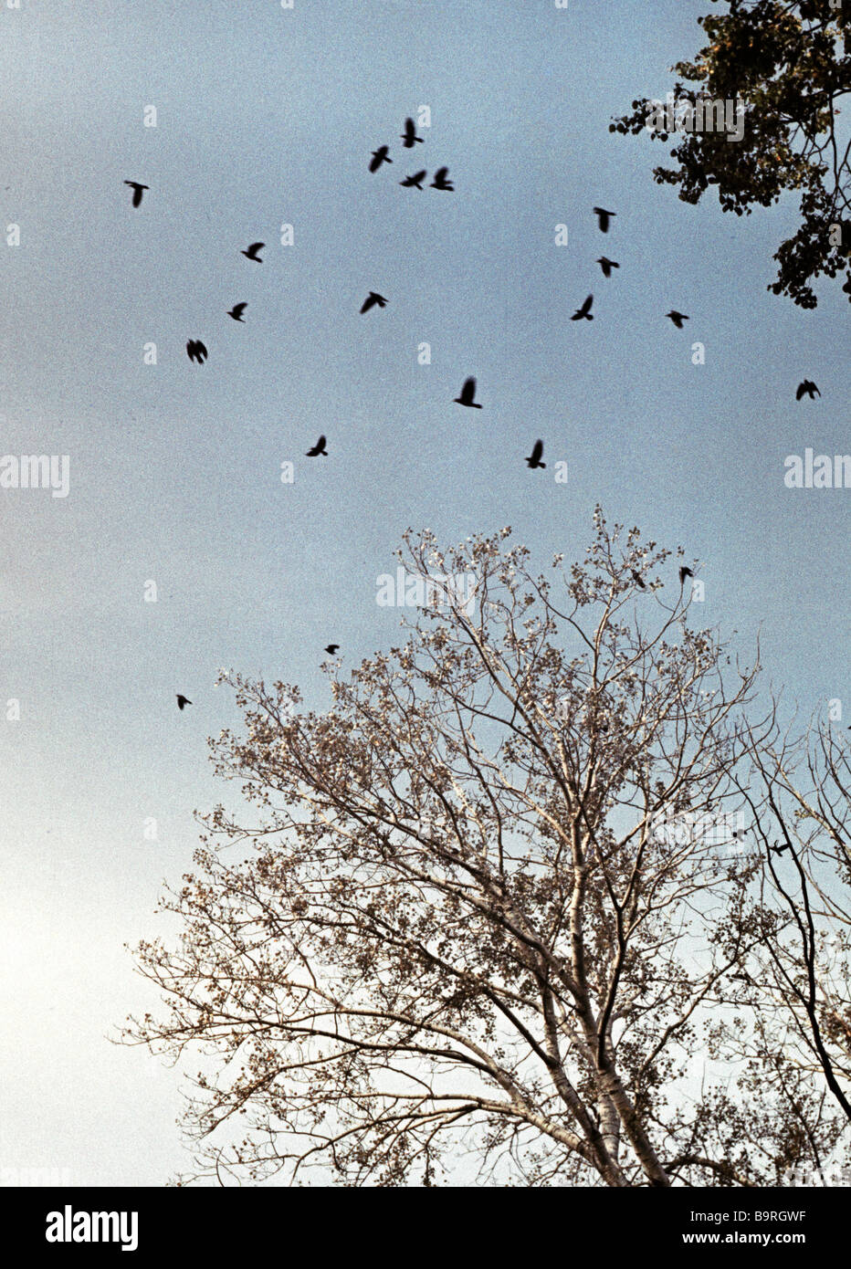 Birds flying over autumn forest Stock Photo - Alamy