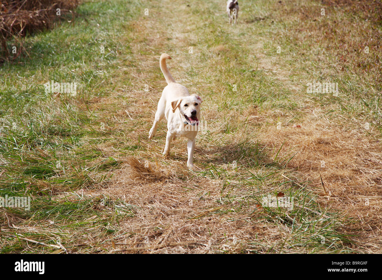 Hunting dog White lab working a field in search of game birds Stock ...