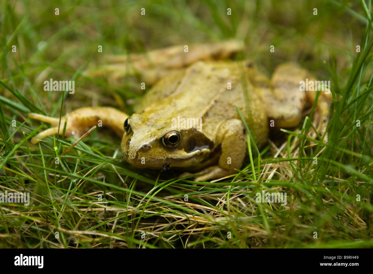 Frog portrait hi-res stock photography and images - Alamy