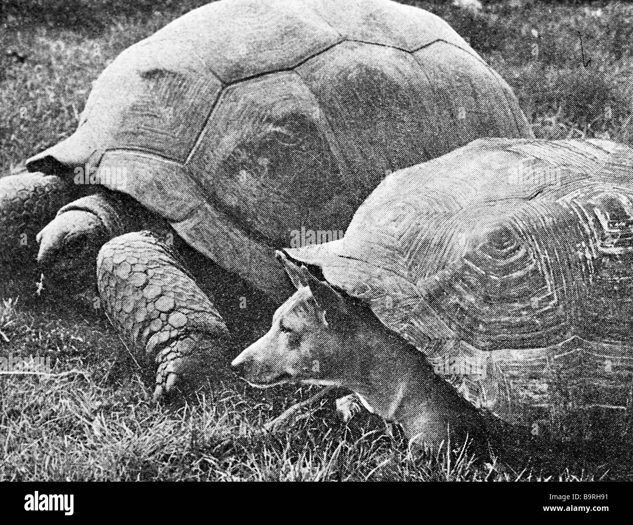 Dog inside empty turtle shell with other turtles at a zoo in North ...