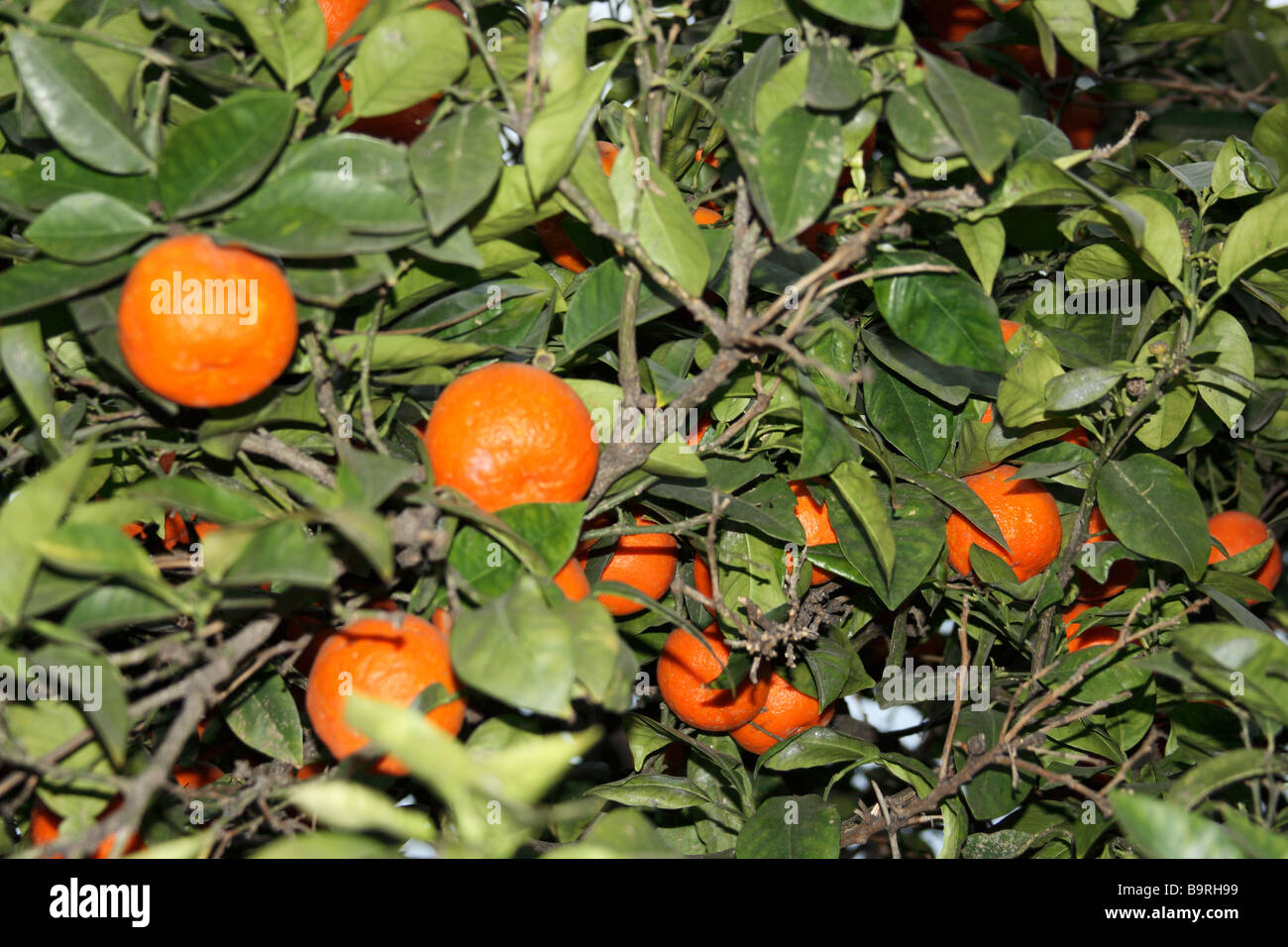 Orange trees citrus sinensis spain hi-res stock photography and images ...