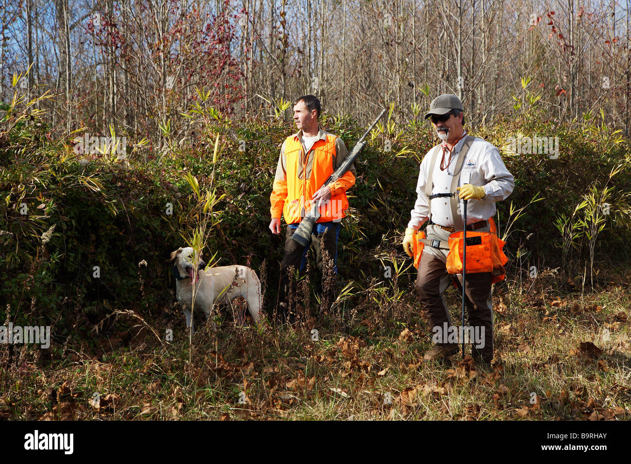 A hunting guide leads a bird dog Lab and a bird hunter orange with gun ...
