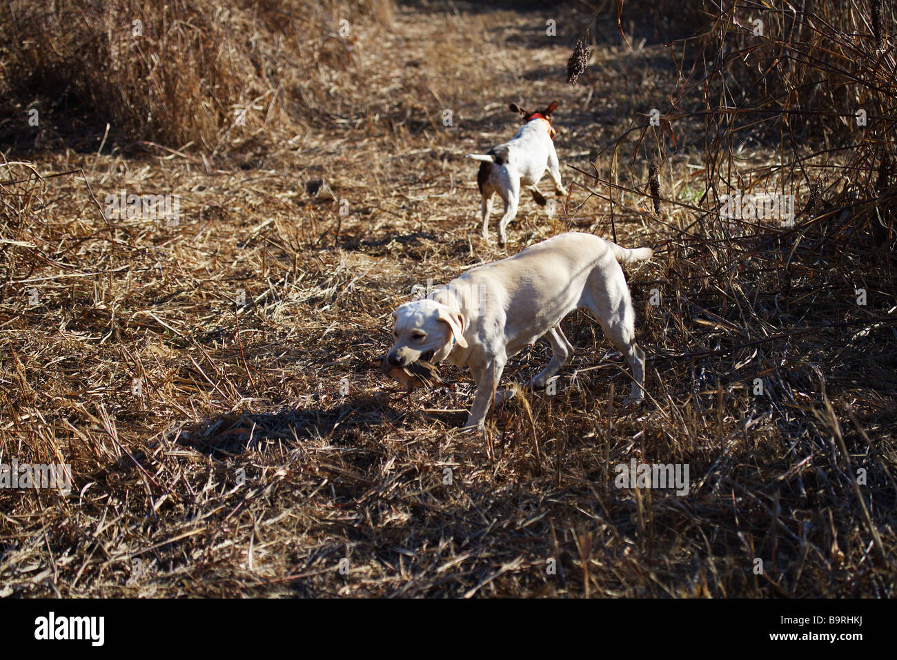 Hunting dog White lab returns a bird Chukar in dog s mouth Short haired ...