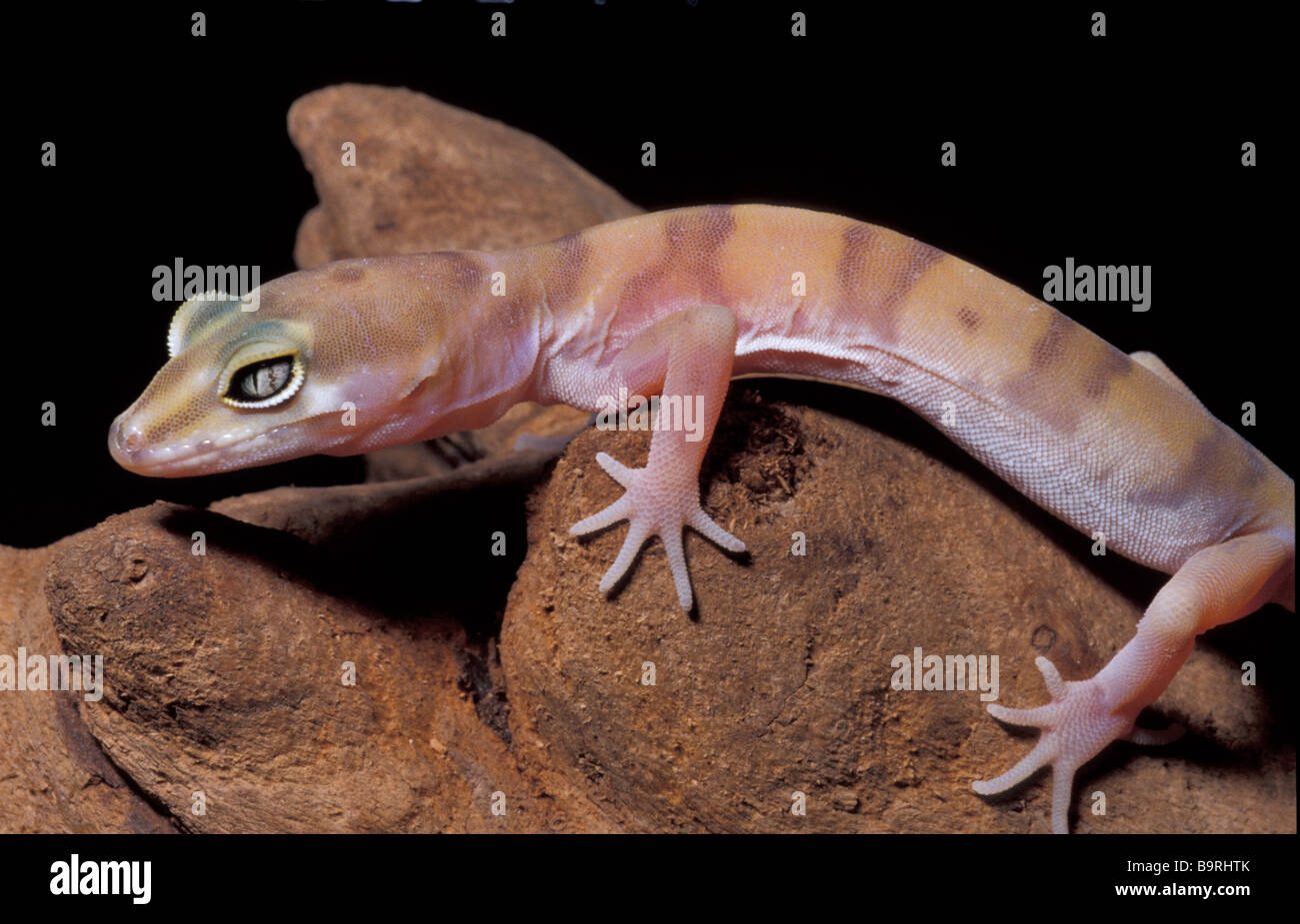 Western Banded Gecko Coleonyx variegatus, Geconidae, Usa, Mexico Stock ...