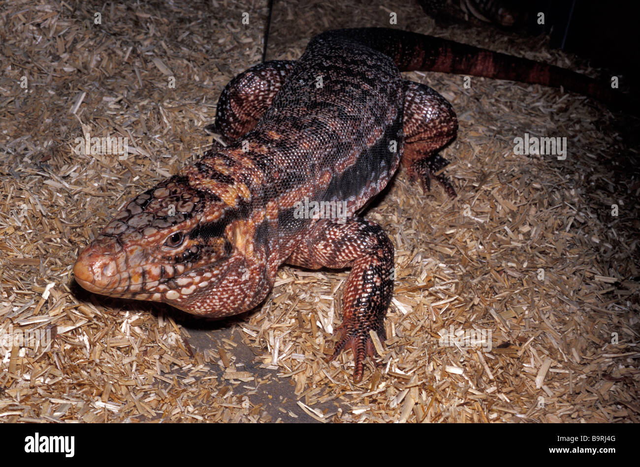 Red Tegu (Tupinambis rufescens), Teidae, North Argentina Stock Photo ...