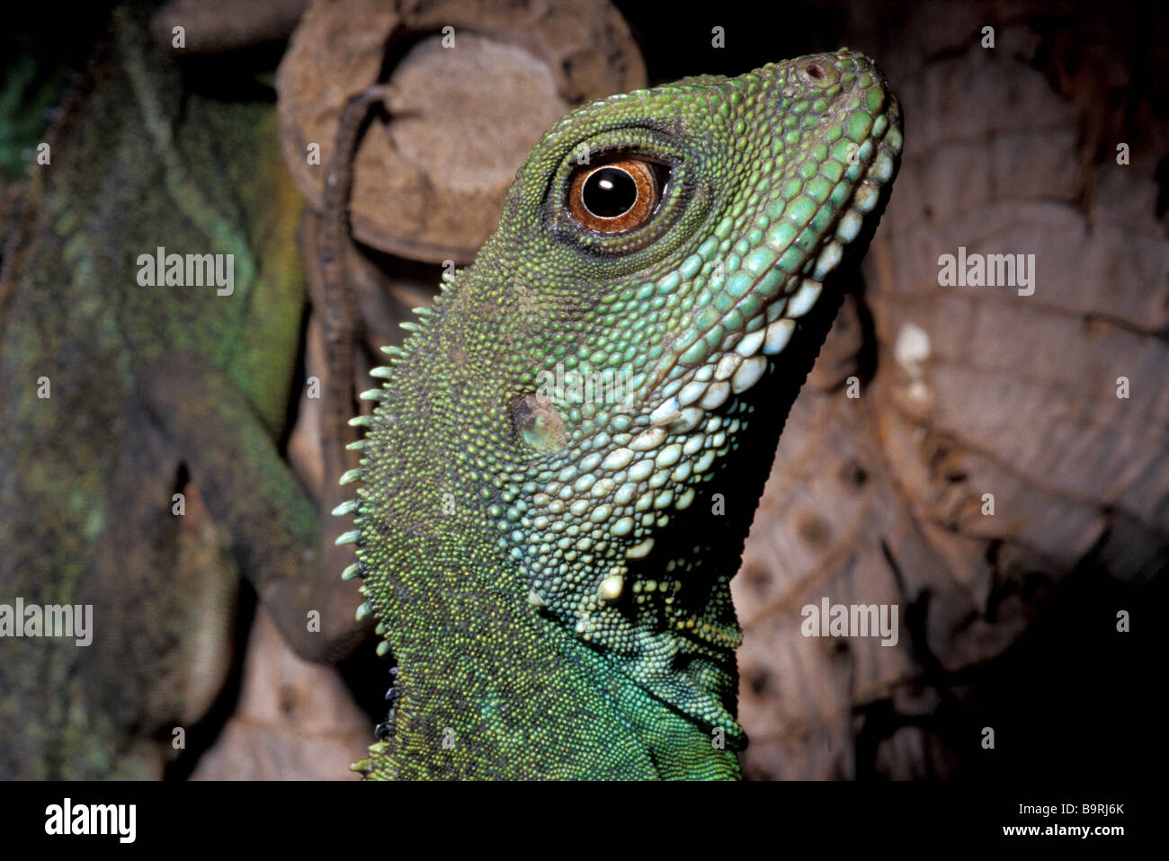 Asian Water Dragon, Physignathus cocincinus, Iguanidae Stock Photo - Alamy