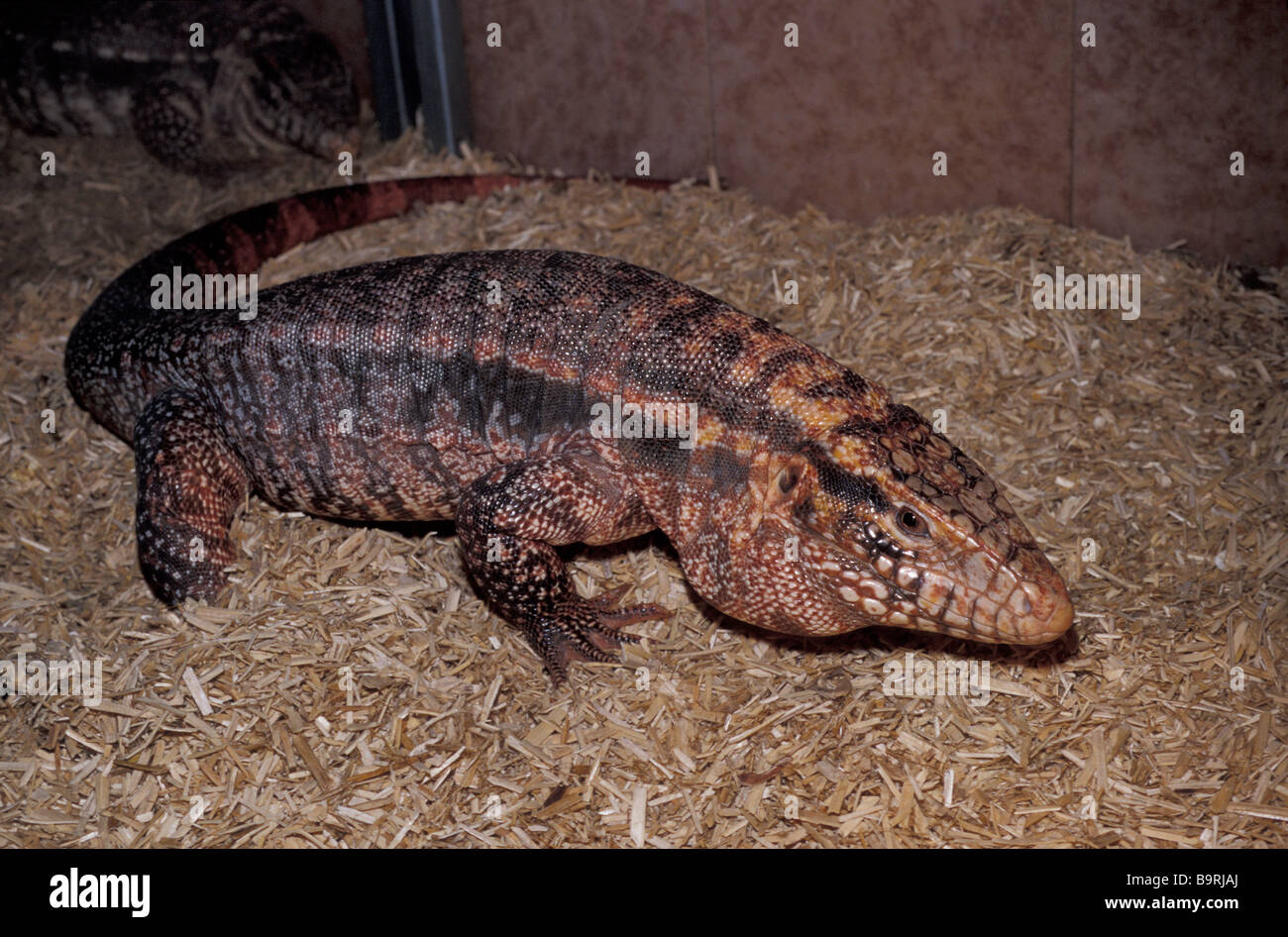 Red tegu hi-res stock photography and images - Alamy