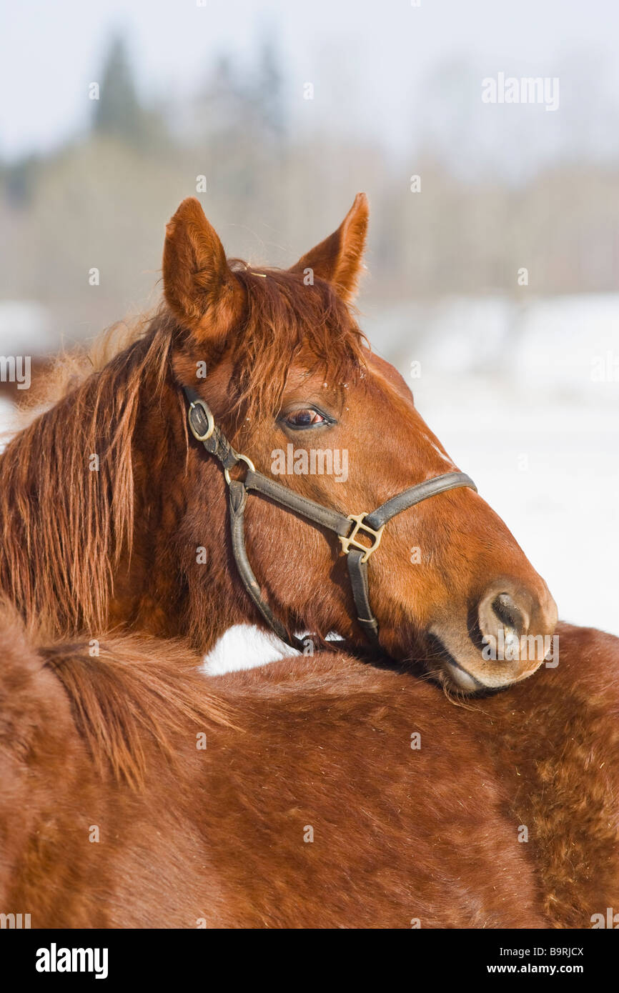 Portrait of a young horse Stock Photo - Alamy