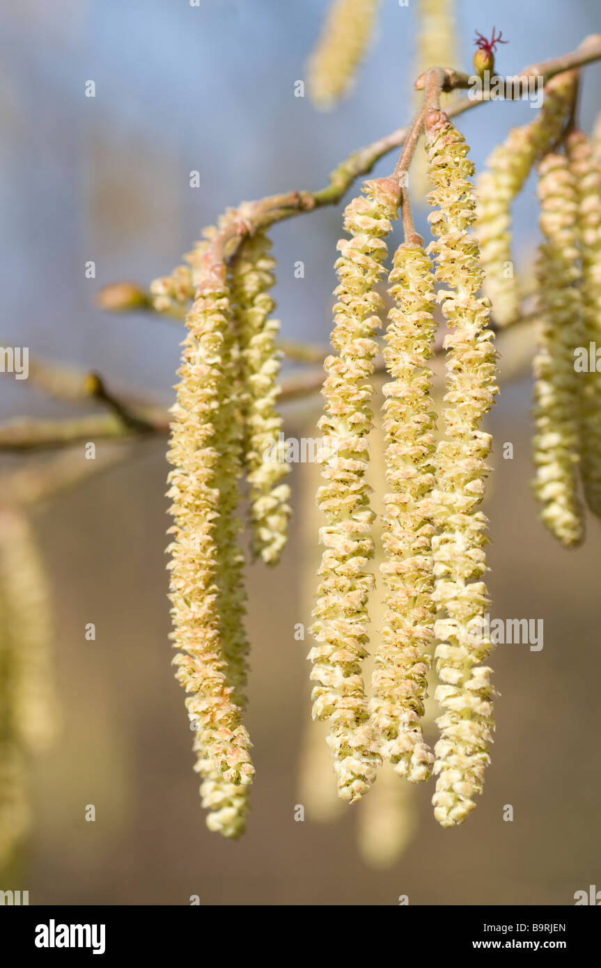 Catkins on hazel tree corylus avallana Stock Photo - Alamy