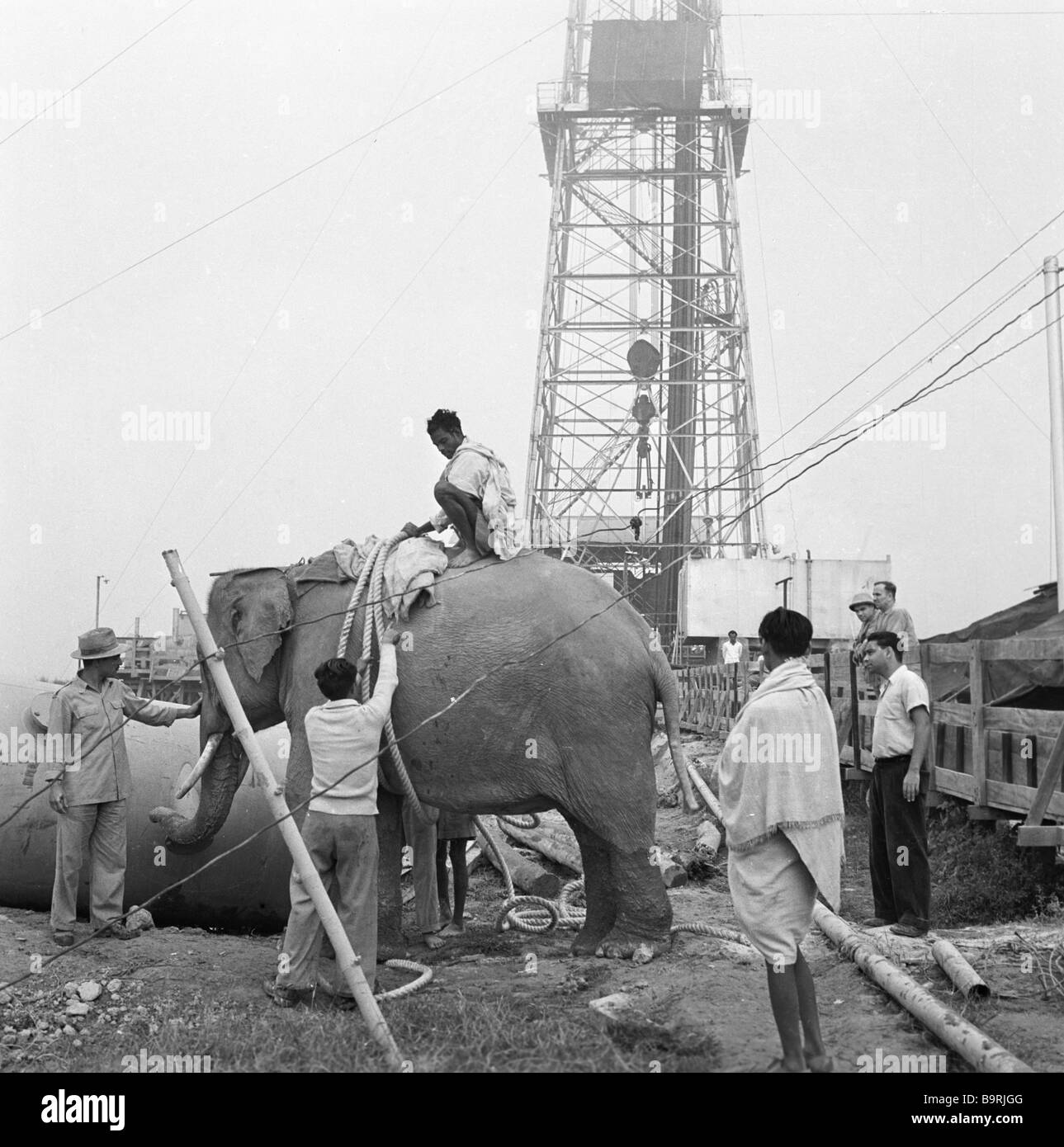 An Indian elephant carrying cargoes at a drilling site Stock Photo - Alamy