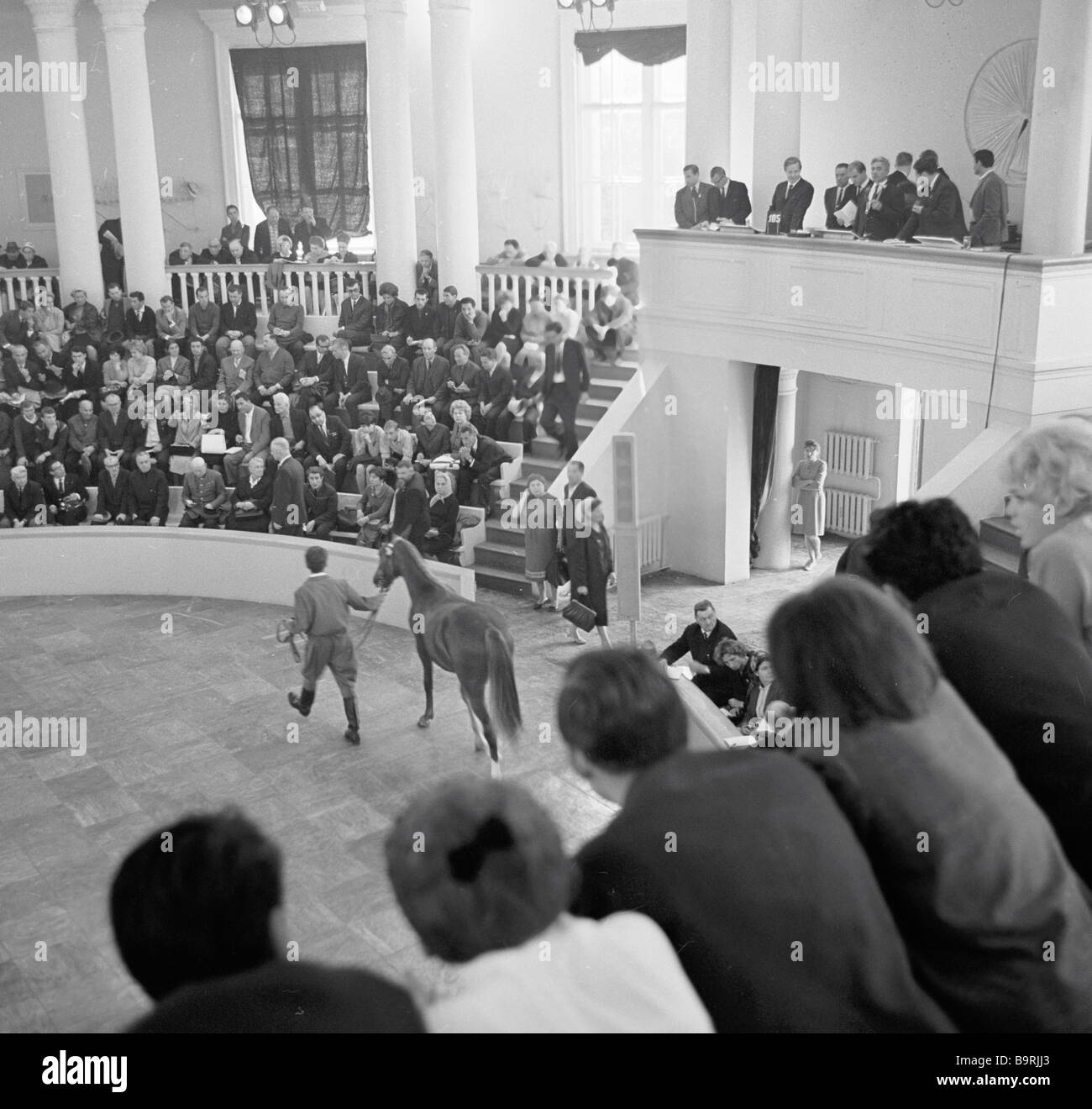 A jockey shows the horse at the 3rd international horse auction Stock ...