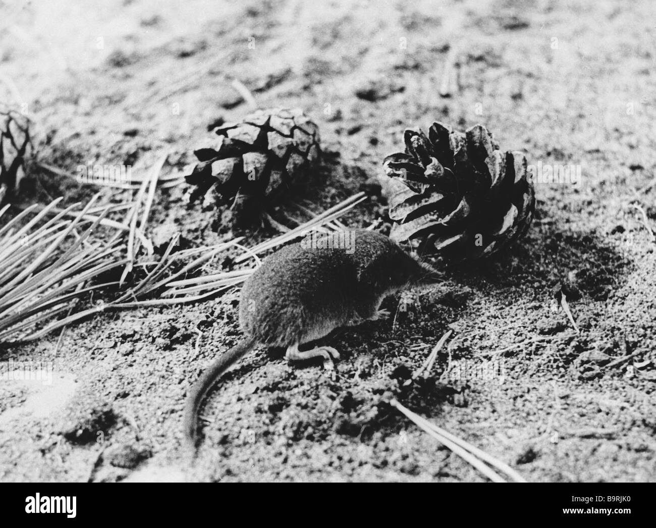 A common shrew inhabiting West Siberian taiga Stock Photo - Alamy