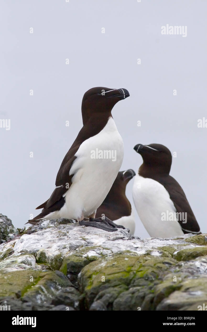 Alca Comun High Resolution Stock Photography and Images - Alamy