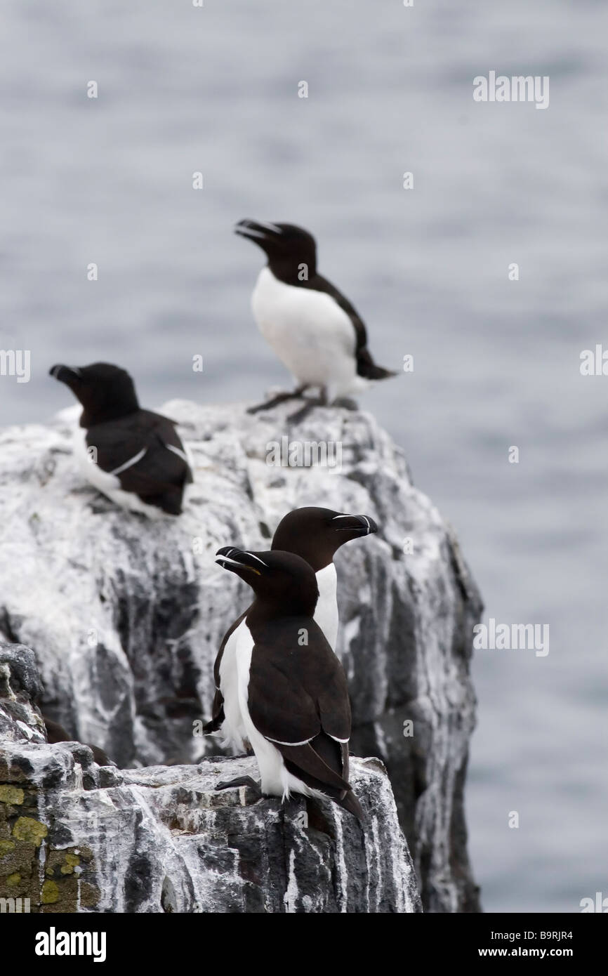 Alca comun hi-res stock photography and images - Alamy