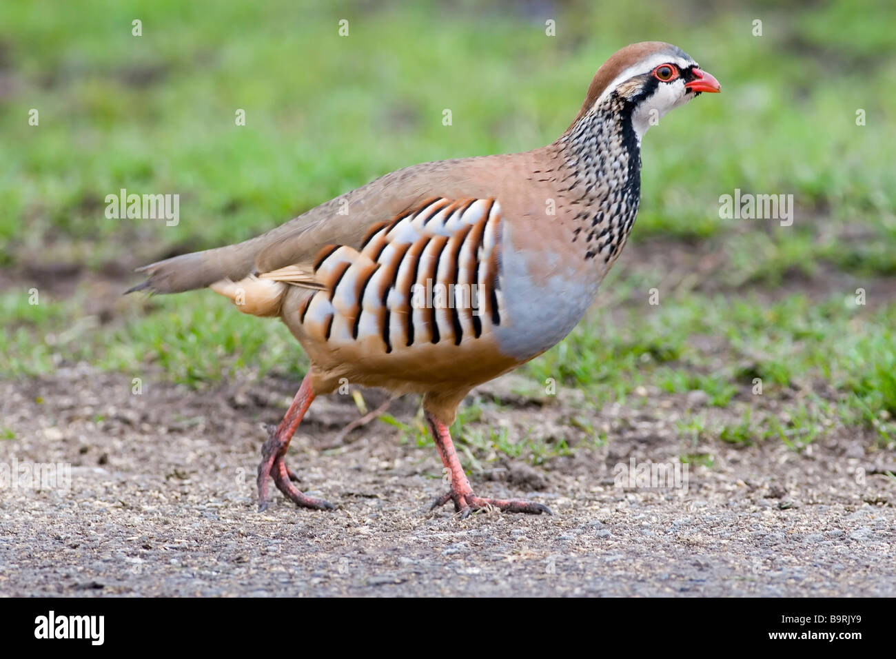 Red-legged Partridge Alectoris rufa Stock Photo - Alamy