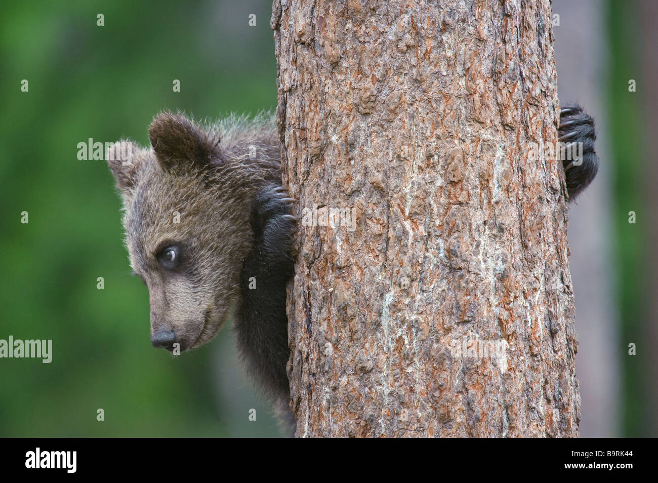 Cub climbing boreal forest hi-res stock photography and images - Alamy