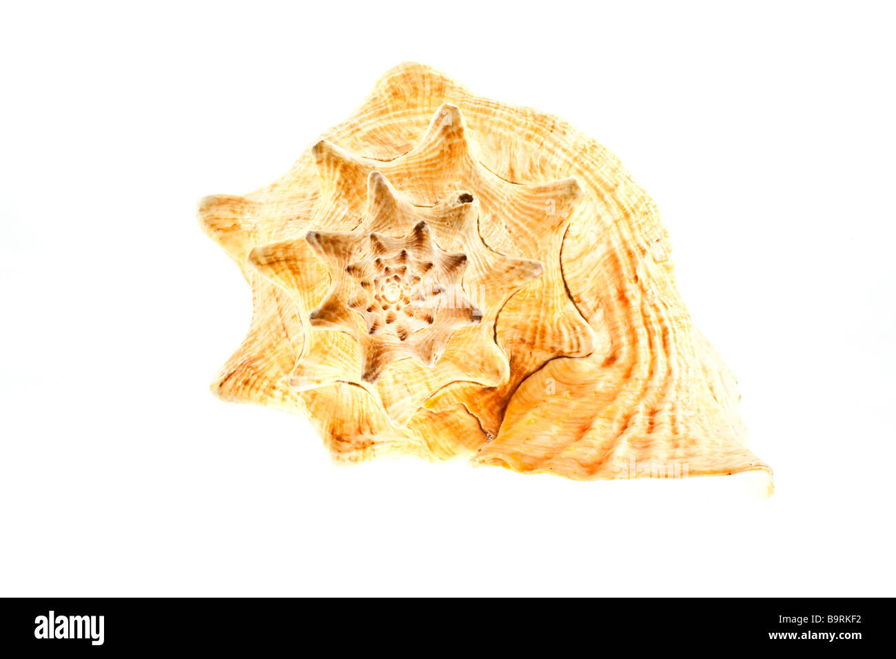 big sea shell on a white background front view Stock Photo - Alamy