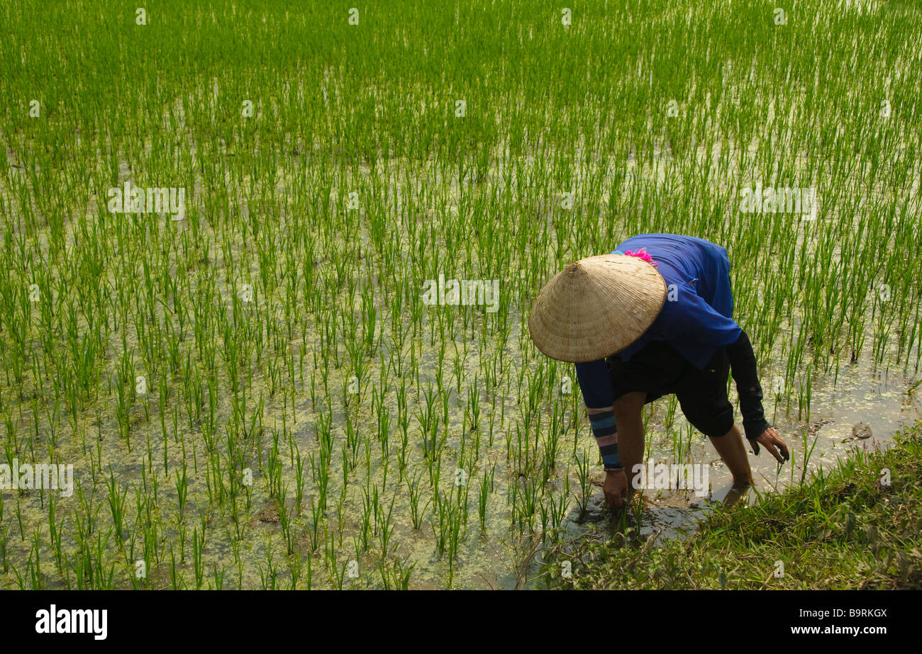 farmer in the rice field near Sapa Vietnam Stock Photo - Alamy