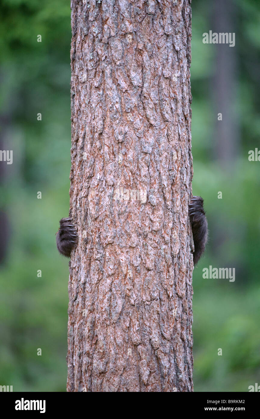 Taiga mammals hi-res stock photography and images - Alamy