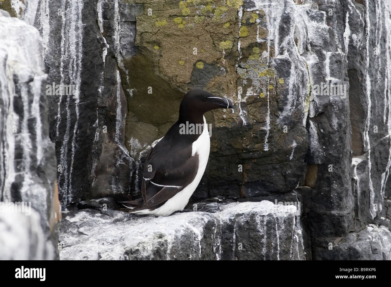 Pingouin torda hi-res stock photography and images - Alamy